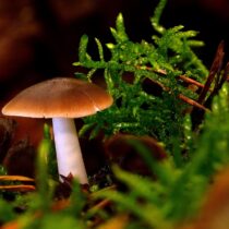 Discovering Affordable Land: Cheap Lots for Sale Near Me | The Lot Store